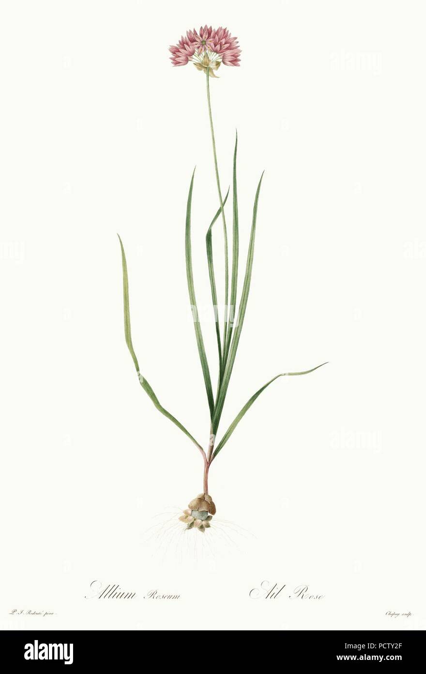 Allium roseum - Les Lilliacées - vol. 4 - t. 213 Stock Photo - Alamy