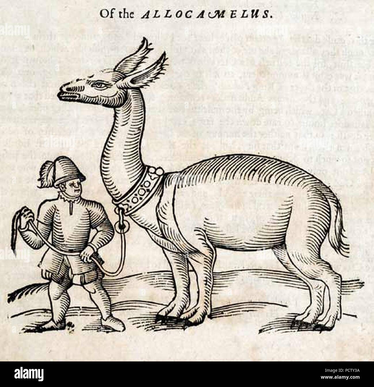 History of four footed beasts hi-res stock photography and images - Alamy