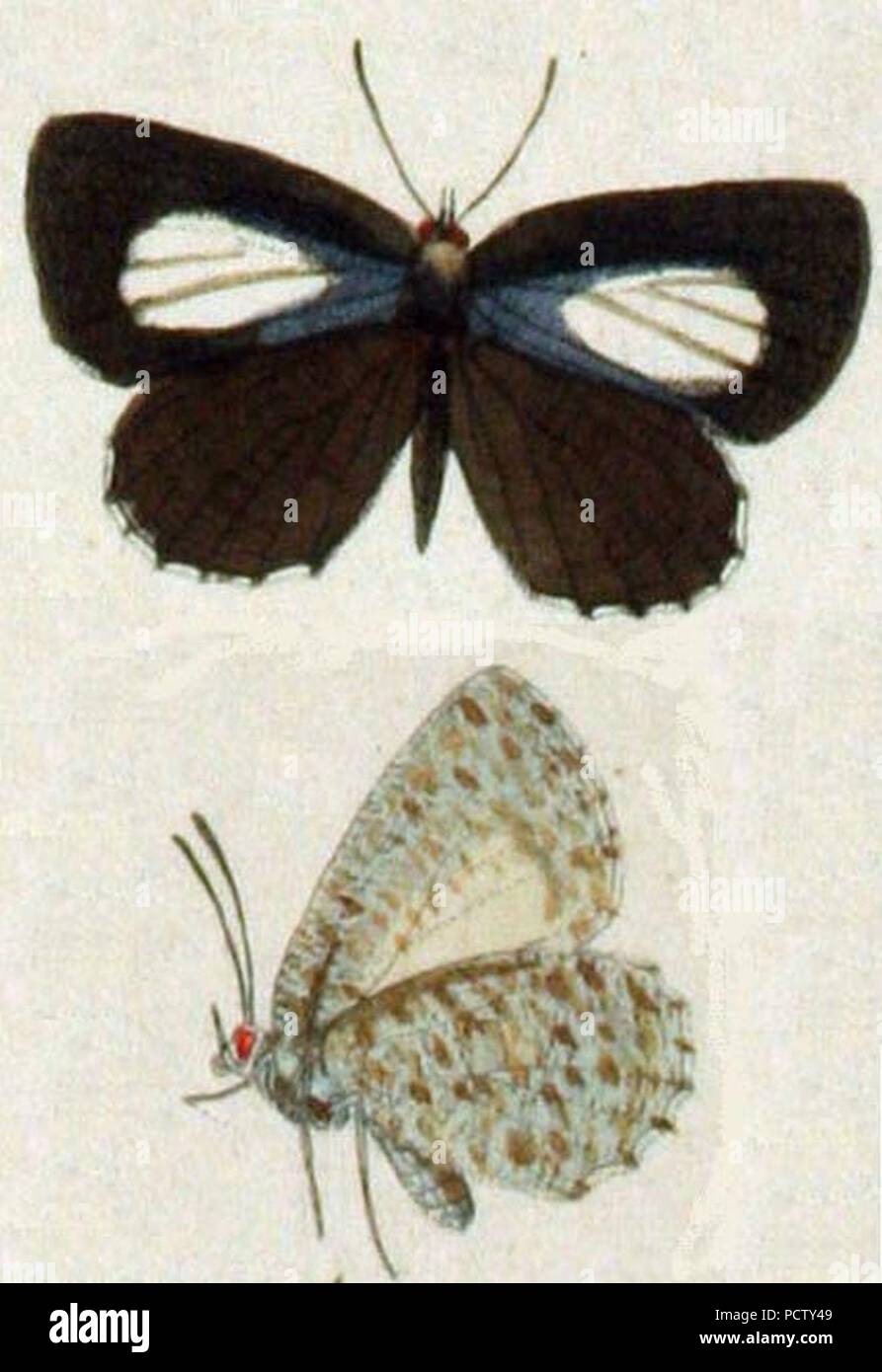 Allotinus major female Stock Photo - Alamy