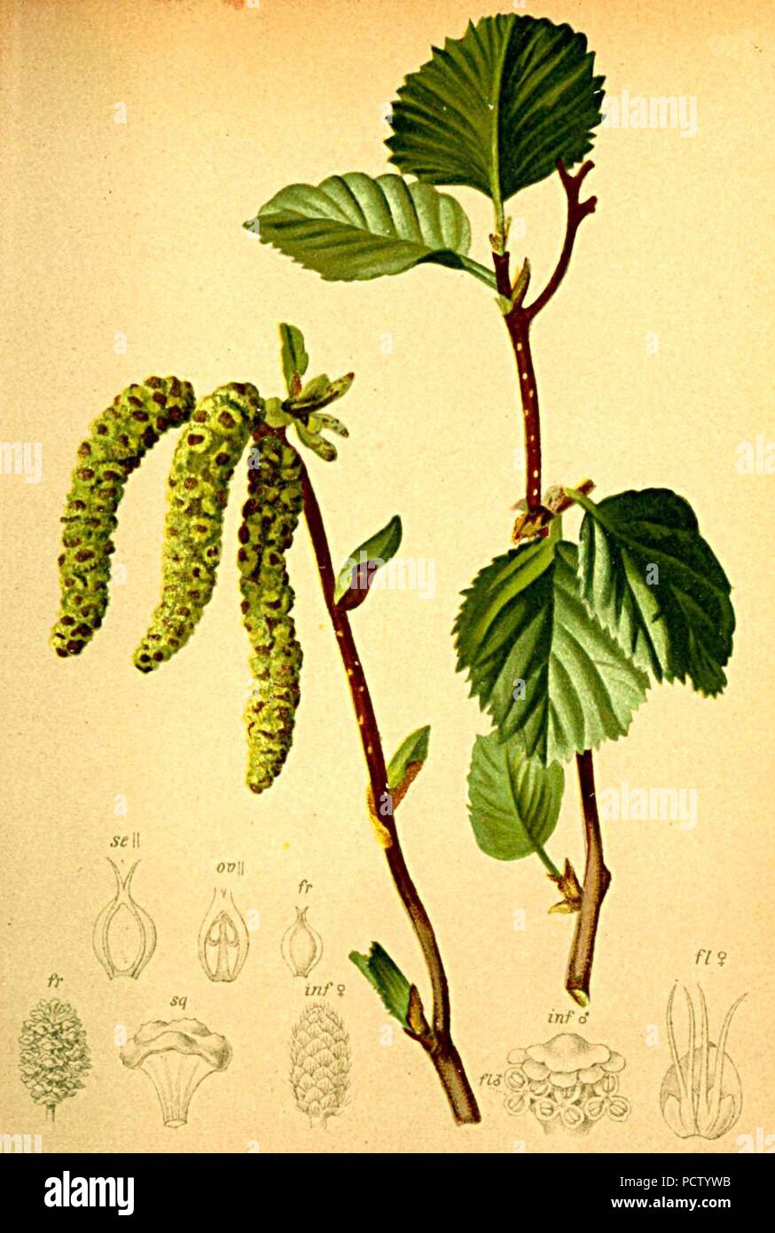 Alnus viridis Atlas Alpenflora Stock Photo - Alamy