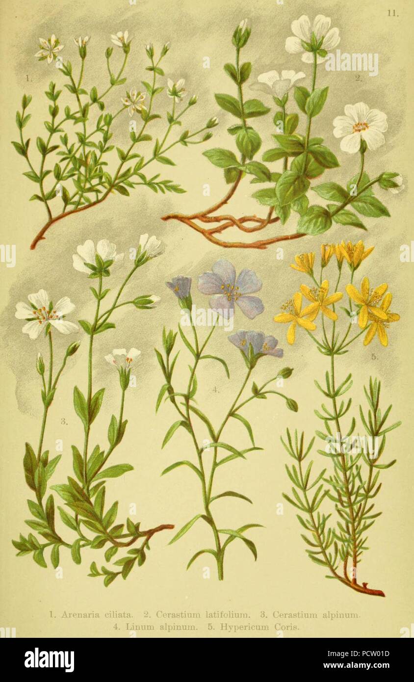 Alpen-Flora für Touristen und Pflanzenfreunde (Pl. 11 Stock Photo - Alamy