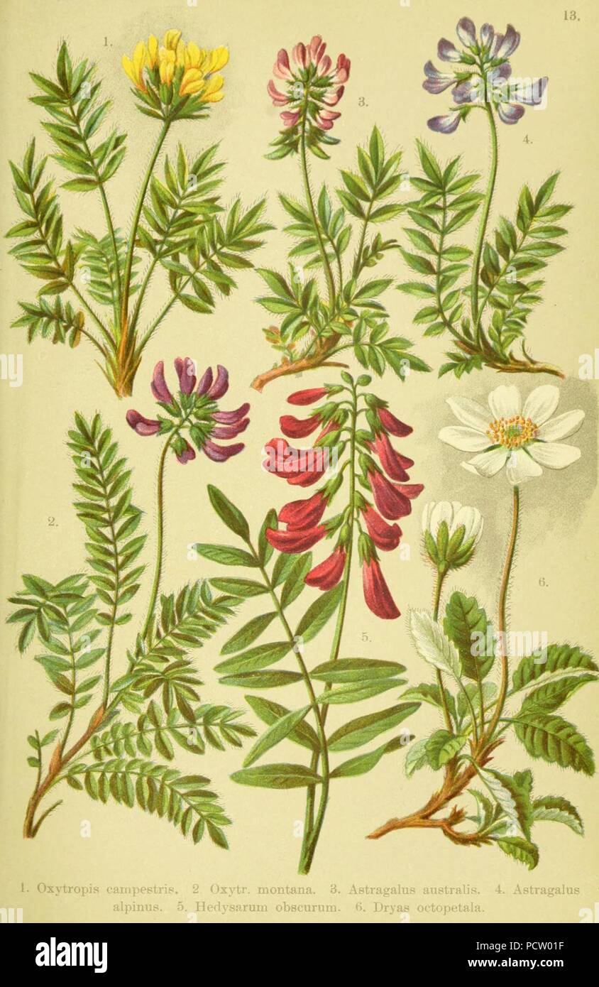Alpen-Flora für Touristen und Pflanzenfreunde (Pl. 13 Stock Photo - Alamy