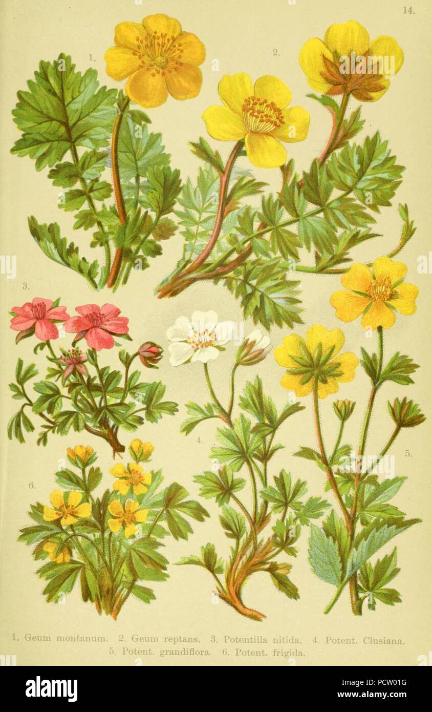 Alpen-Flora für Touristen und Pflanzenfreunde (Pl. 14 Stock Photo - Alamy