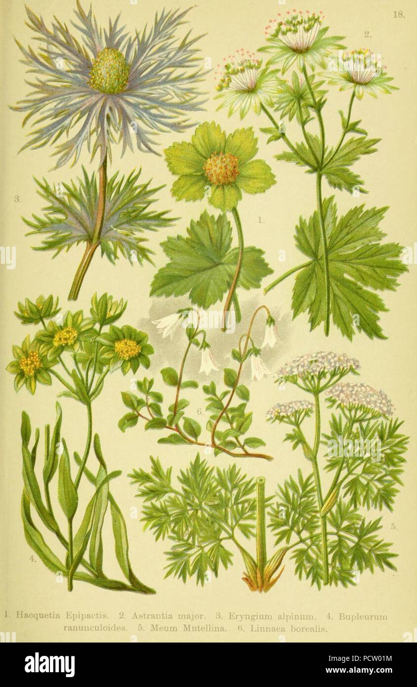 Alpen-Flora für Touristen und Pflanzenfreunde (Pl. 18 Stock Photo - Alamy