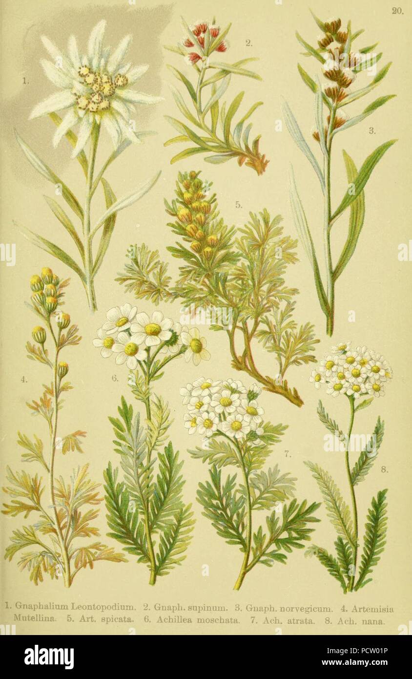 Alpen-Flora für Touristen und Pflanzenfreunde (Pl. 20 Stock Photo - Alamy