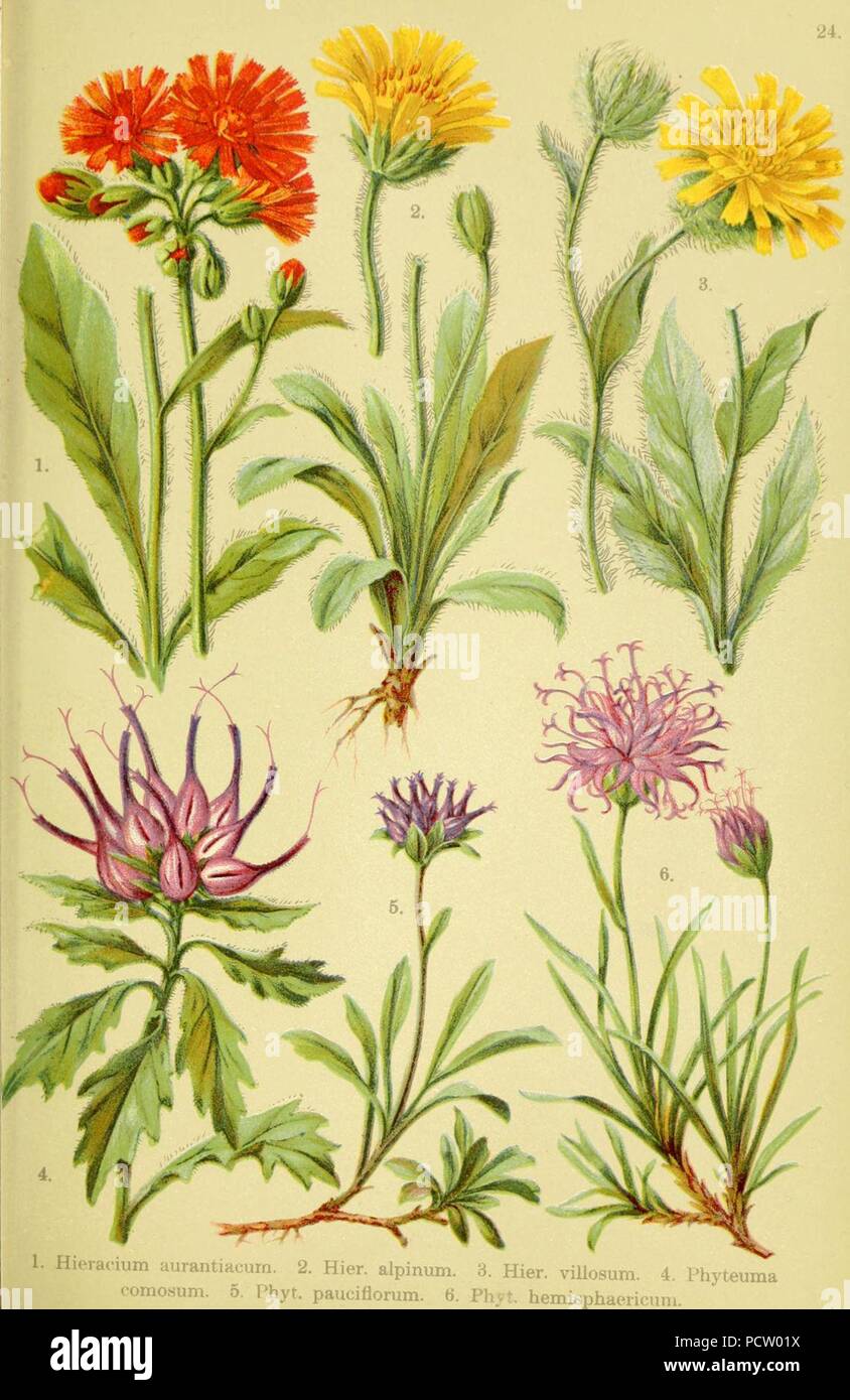 Alpen-Flora für Touristen und Pflanzenfreunde (Pl. 24 Stock Photo - Alamy