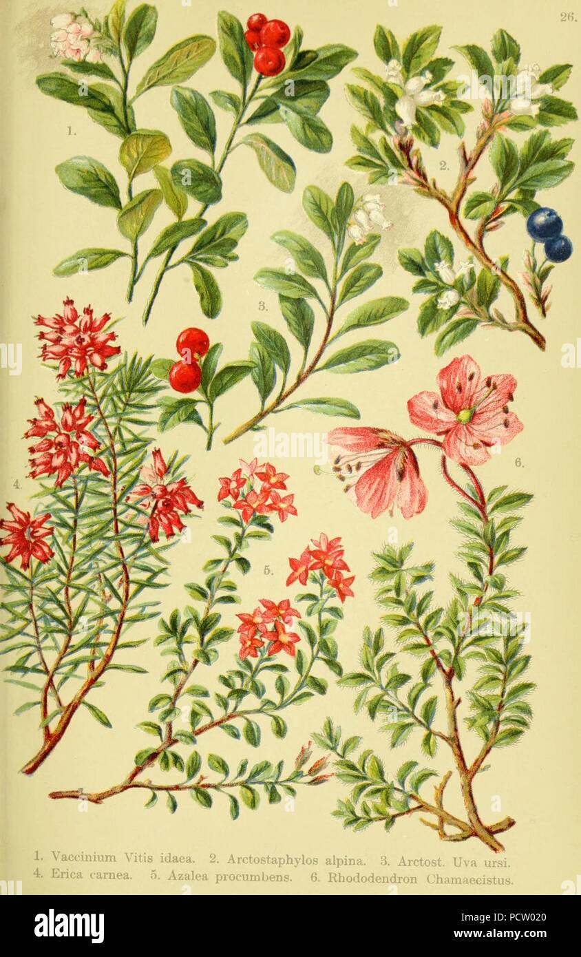 Alpen-Flora für Touristen und Pflanzenfreunde (Pl. 26 Stock Photo - Alamy
