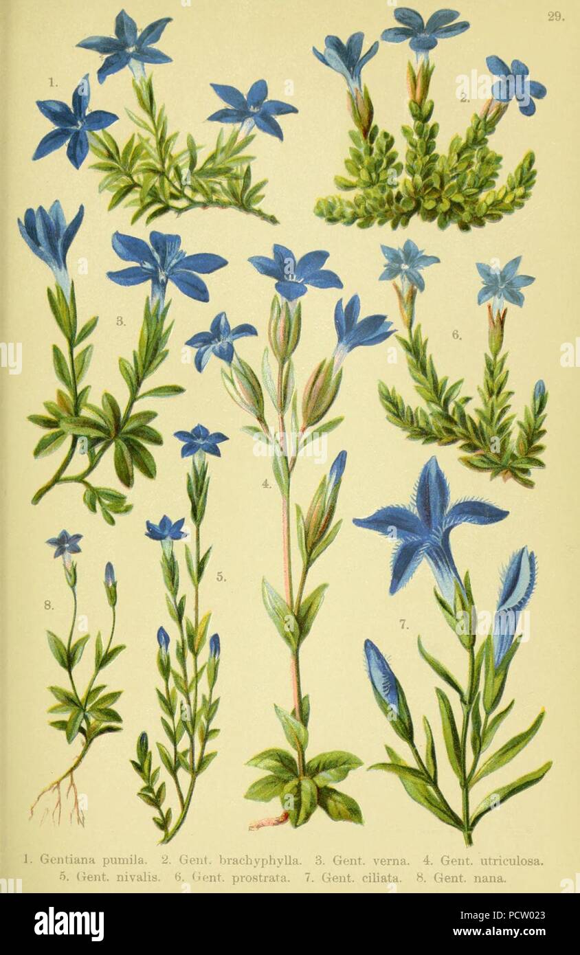 Alpen-Flora für Touristen und Pflanzenfreunde (Pl. 29 Stock Photo - Alamy