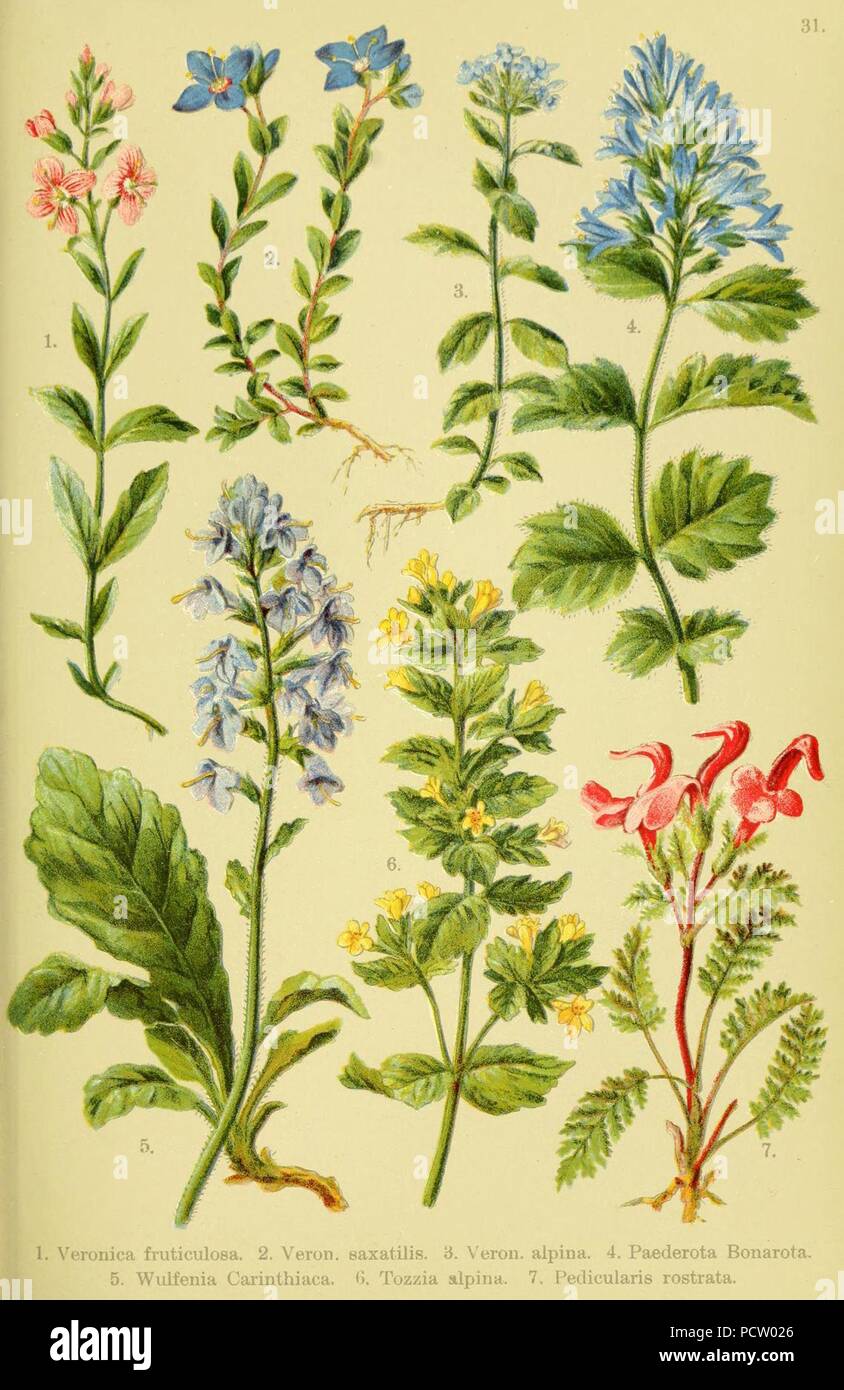Alpen-Flora für Touristen und Pflanzenfreunde (Pl. 31 Stock Photo - Alamy