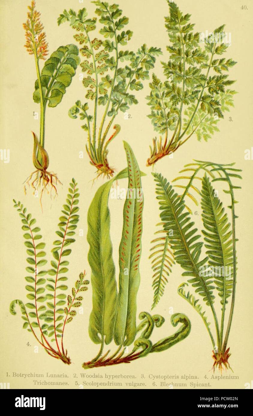 Alpen-Flora für Touristen und Pflanzenfreunde (Pl. 40 Stock Photo - Alamy