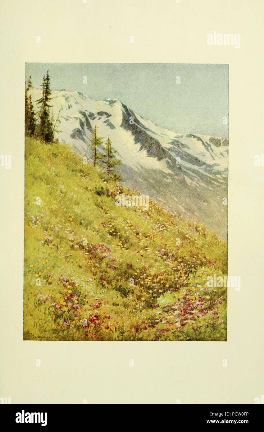 Alpine flowers and gardens Stock Photo - Alamy