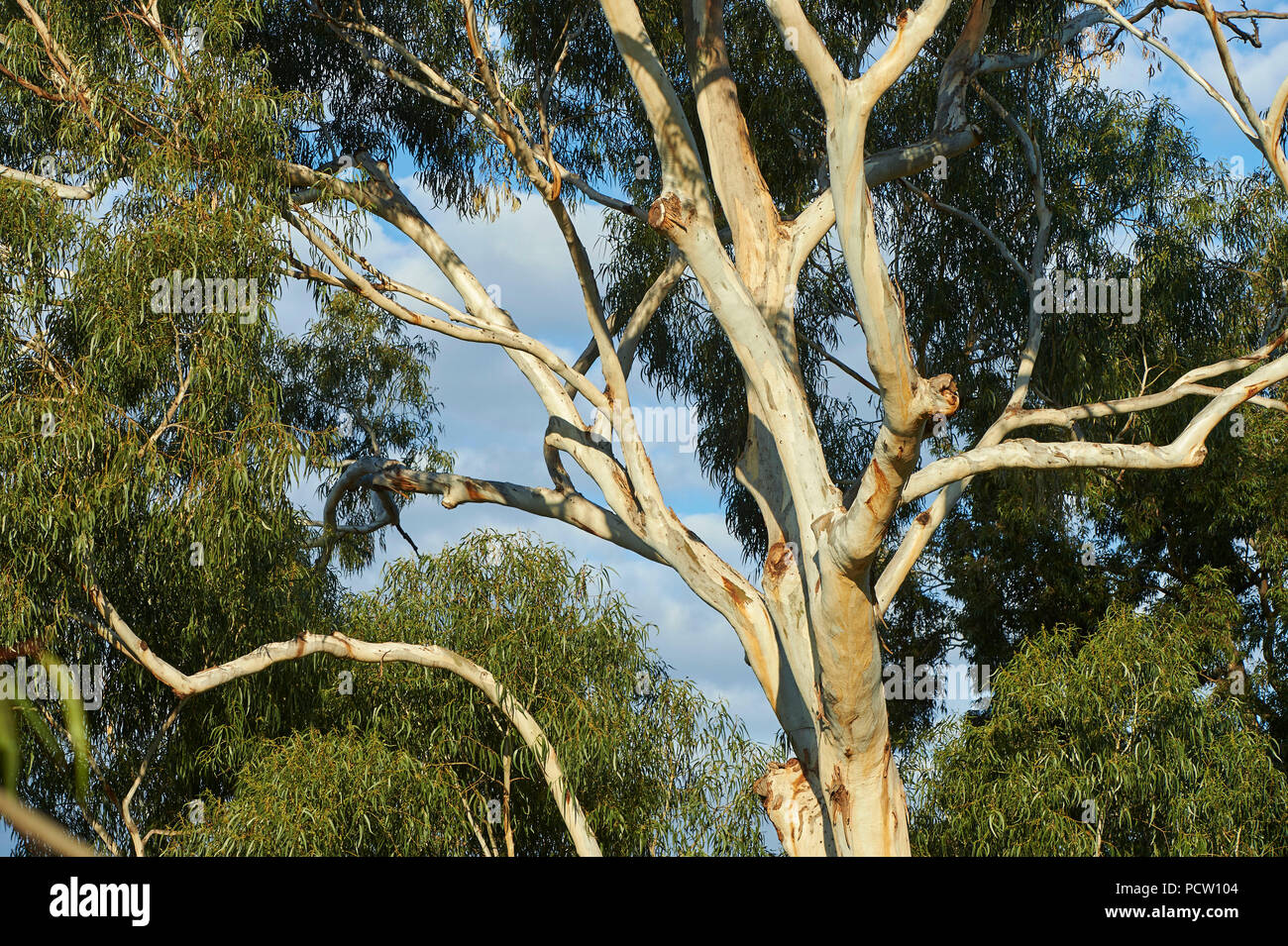 Eucalyptus (Eucalyptus), Melbourne, Victoria, Australia, Oceania Stock ...