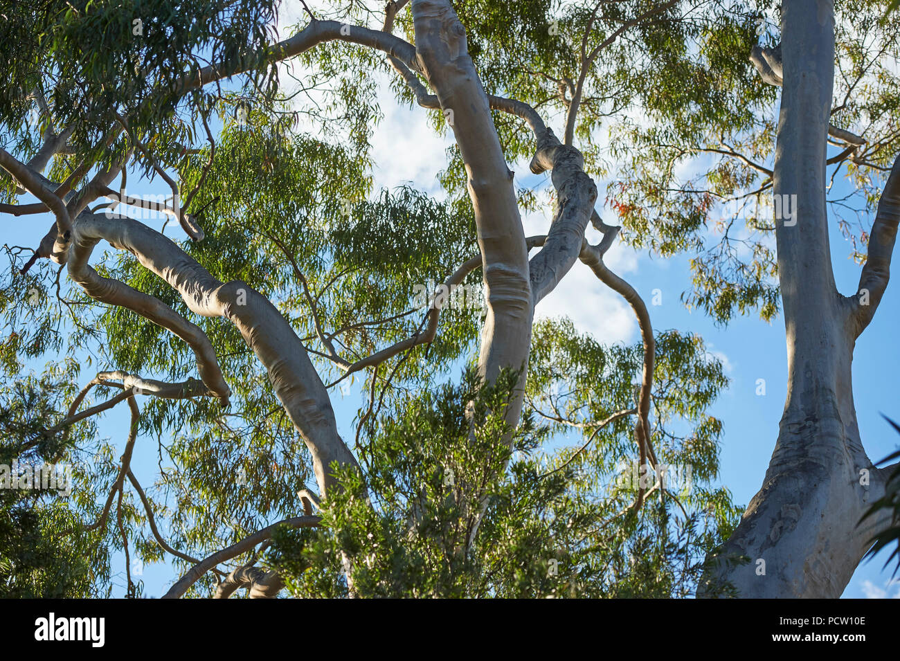 Eucalyptus (Eucalyptus), Melbourne, Victoria, Australia, Oceania Stock ...