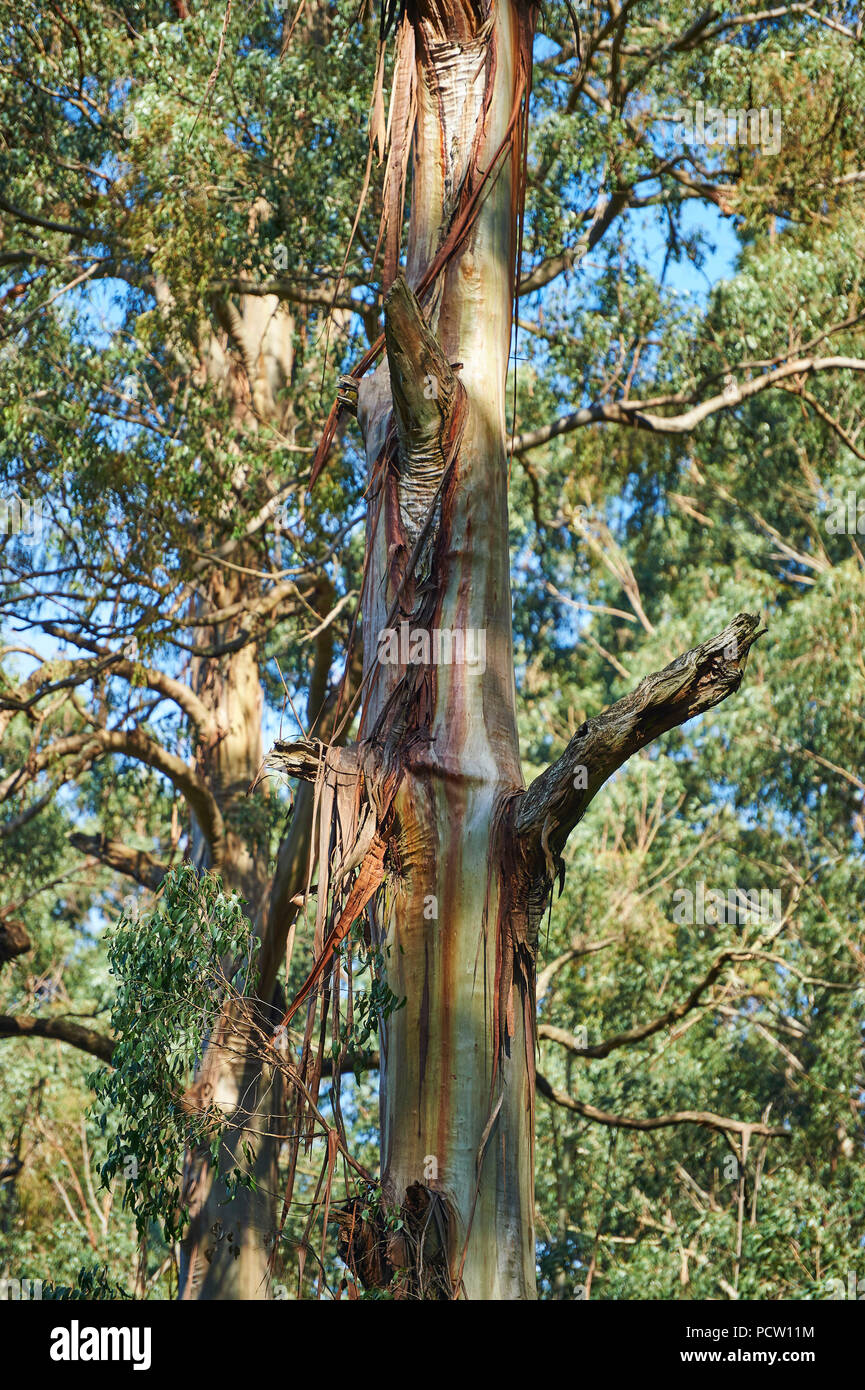 Eucalyptus (Eucalyptus), Melbourne, Victoria, Australia, Oceania Stock ...