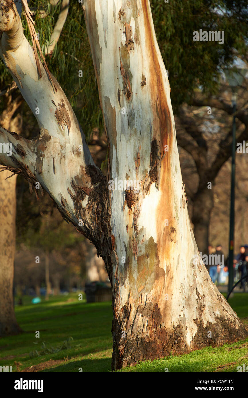 Eucalyptus (Eucalyptus), Melbourne, Victoria, Australia, Oceania Stock ...