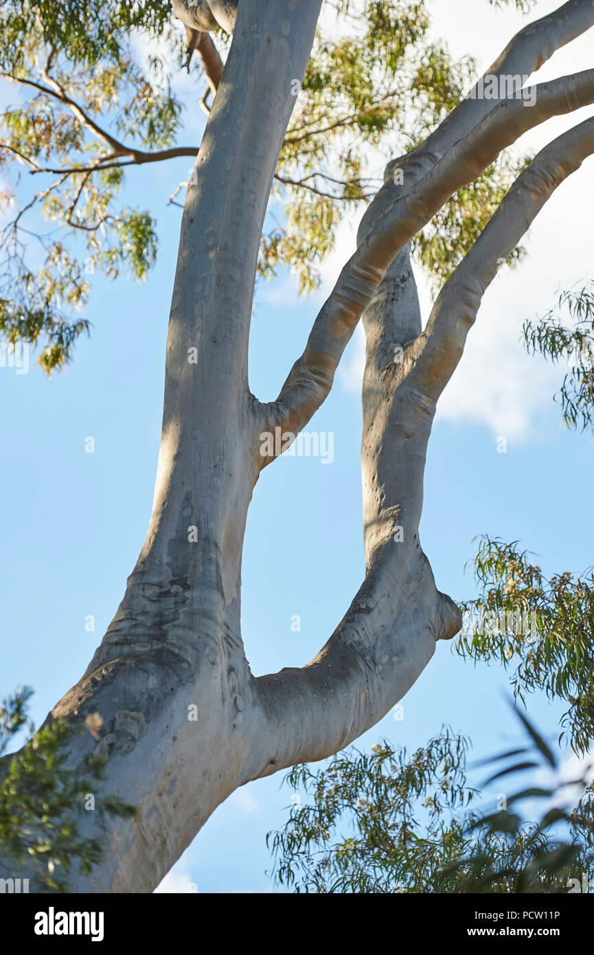 Eucalyptus (Eucalyptus), Melbourne, Victoria, Australia, Oceania Stock ...