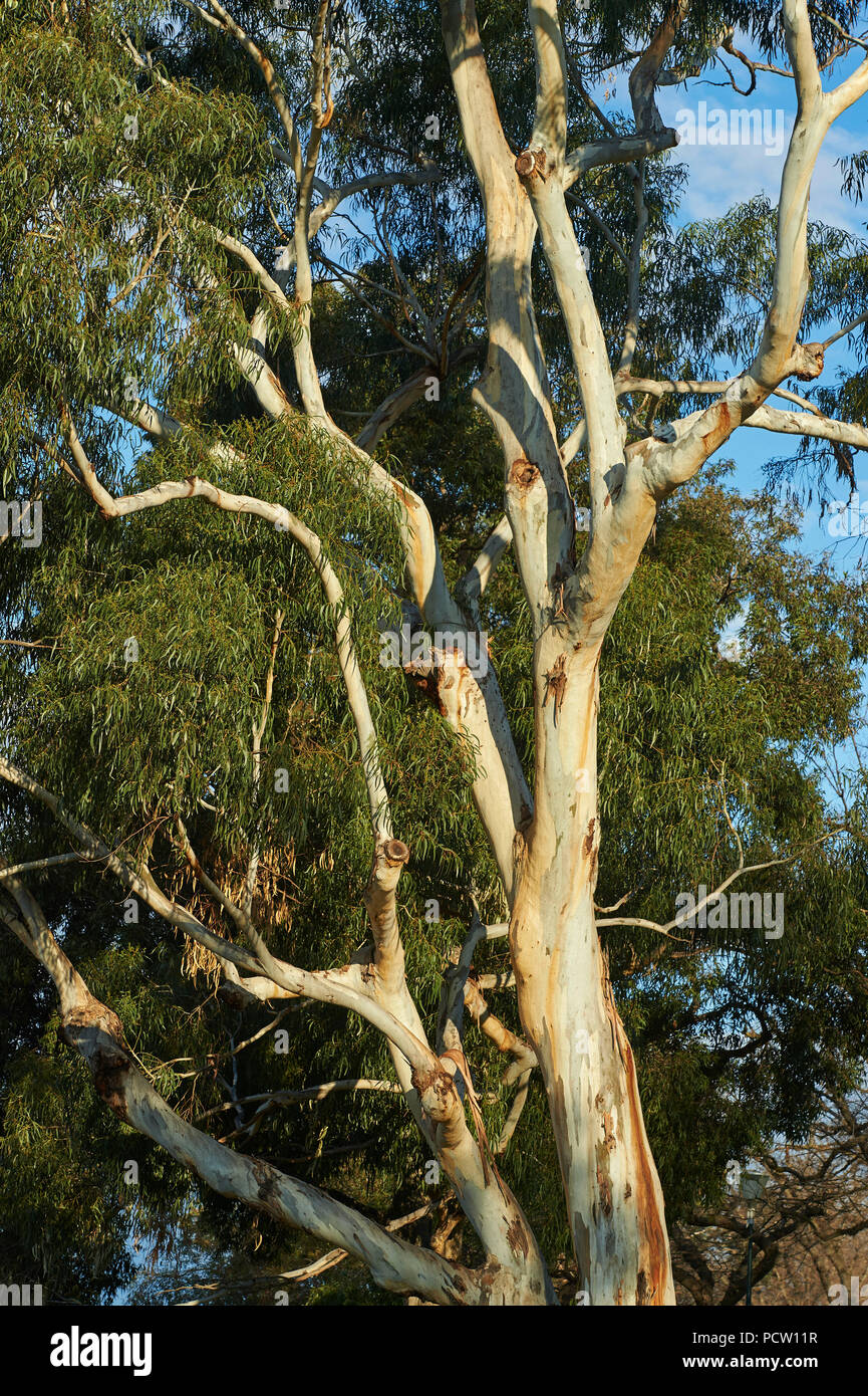 Eucalyptus (Eucalyptus), Melbourne, Victoria, Australia, Oceania Stock ...