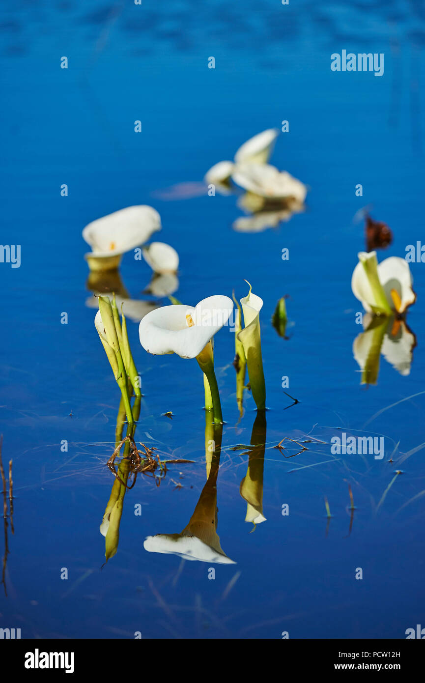 Calla, bog arum or marsh calla (Calla palustris), flower, Victoria ...