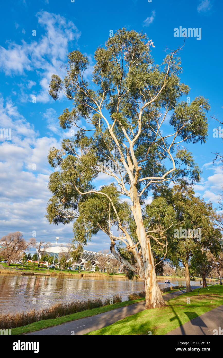 Eucalyptus (Eucalyptus), Melbourne, Victoria, Australia, Oceania Stock ...