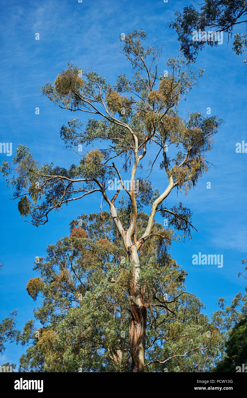 Eucalyptus (Eucalyptus), Melbourne, Victoria, Australia, Oceania Stock ...