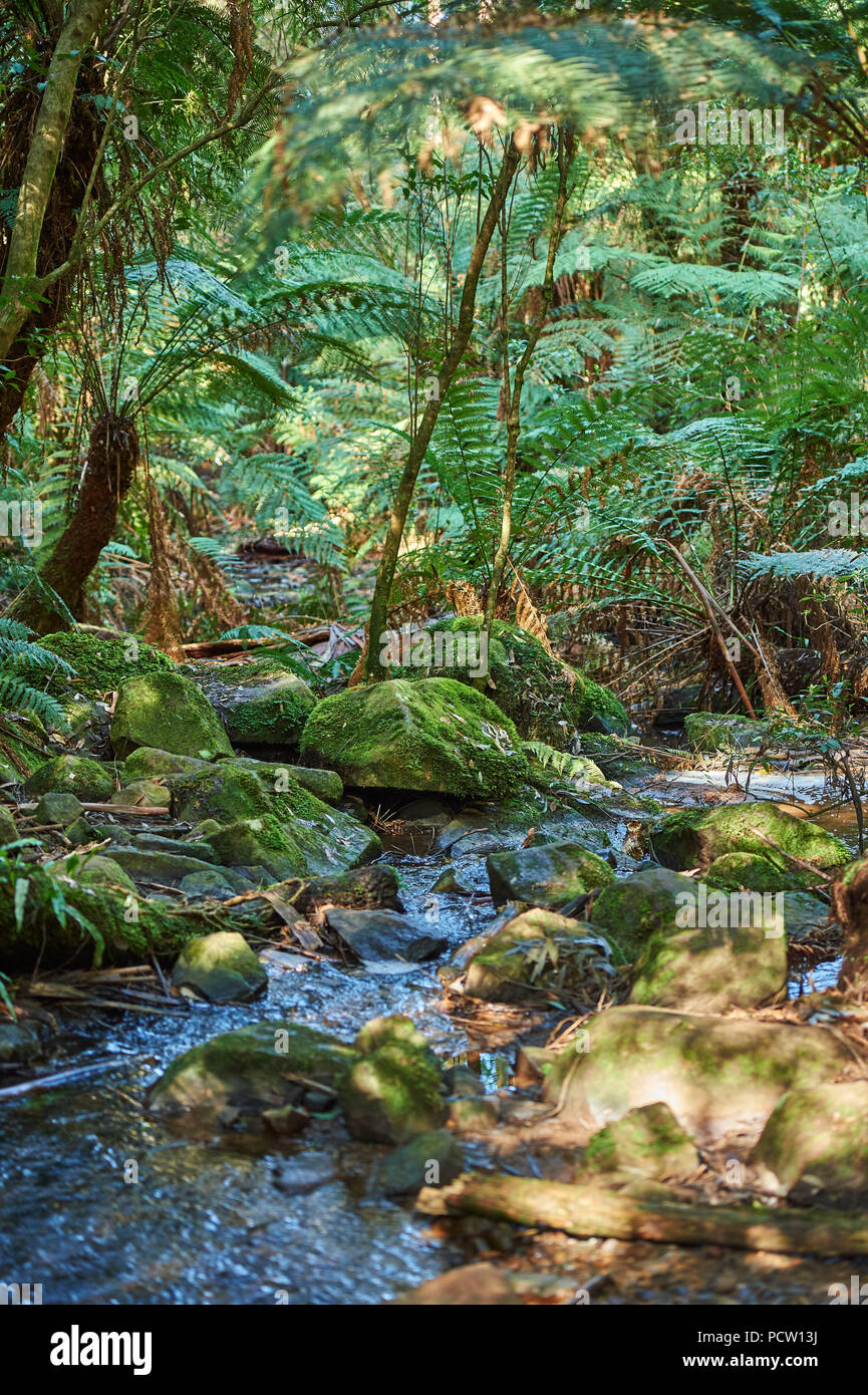 Eucalyptus trees sherbrooke forest dandenongs hi-res stock photography ...