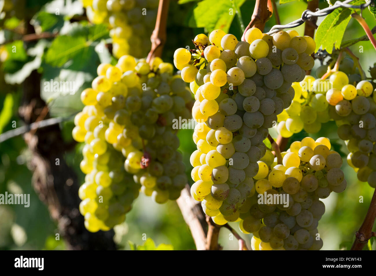 White grapevine hi-res stock photography and images - Alamy
