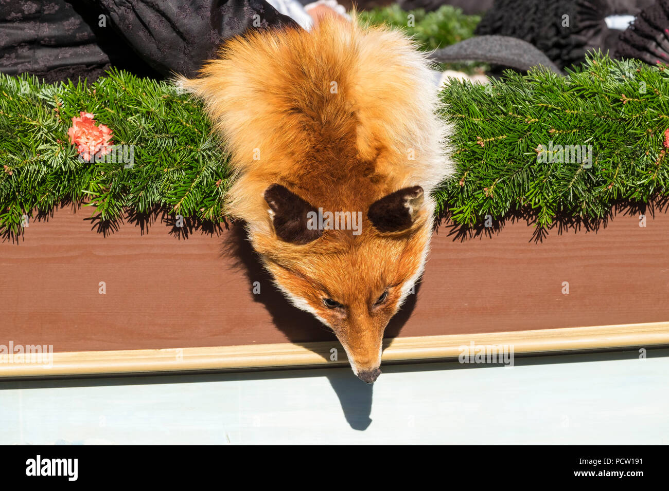 Fox fur hanging on chest cart, Leonhardi procession, Benediktbeuern ...