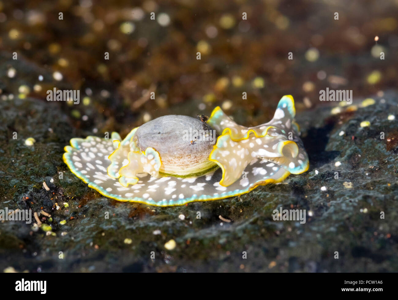 Miniature melo hi-res stock photography and images - Alamy