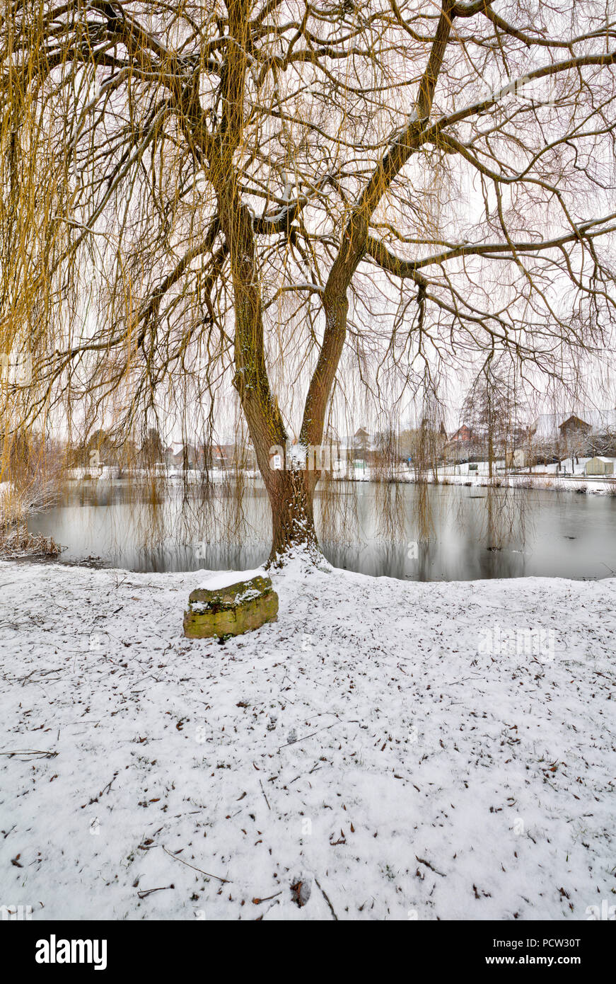 True weeping willow hi-res stock photography and images - Alamy