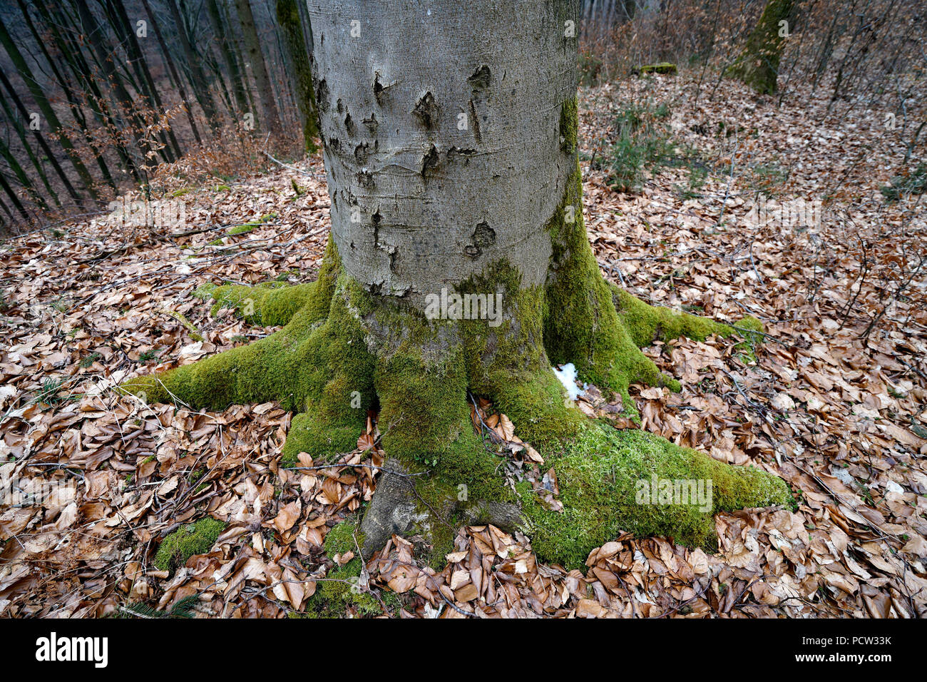 Tree without roots hi-res stock photography and images - Alamy