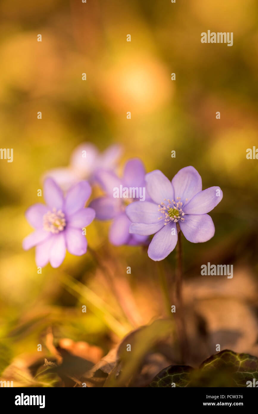 Hepatica, Hepatica nobilis, close-up Stock Photo - Alamy