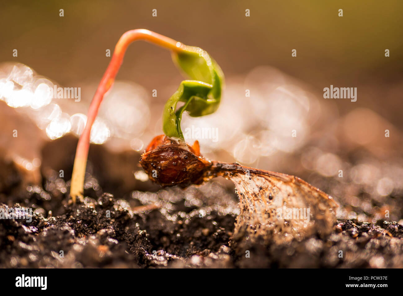 Maple seedling (Acer) with seed pod Stock Photo - Alamy