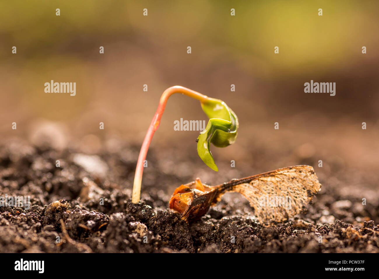 Maple tree seedling hi-res stock photography and images - Alamy