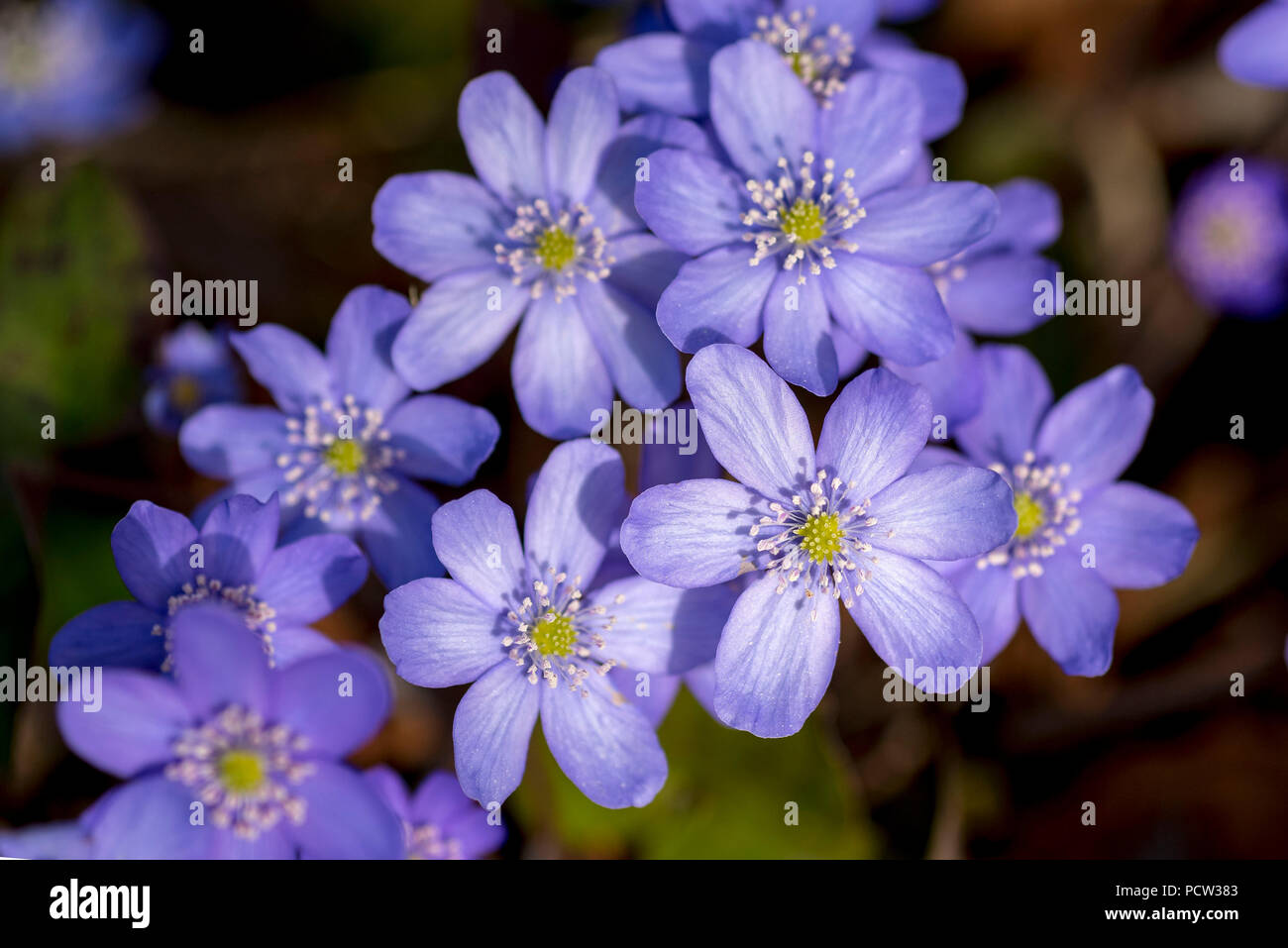Hepatica, Hepatica nobilis Stock Photo - Alamy
