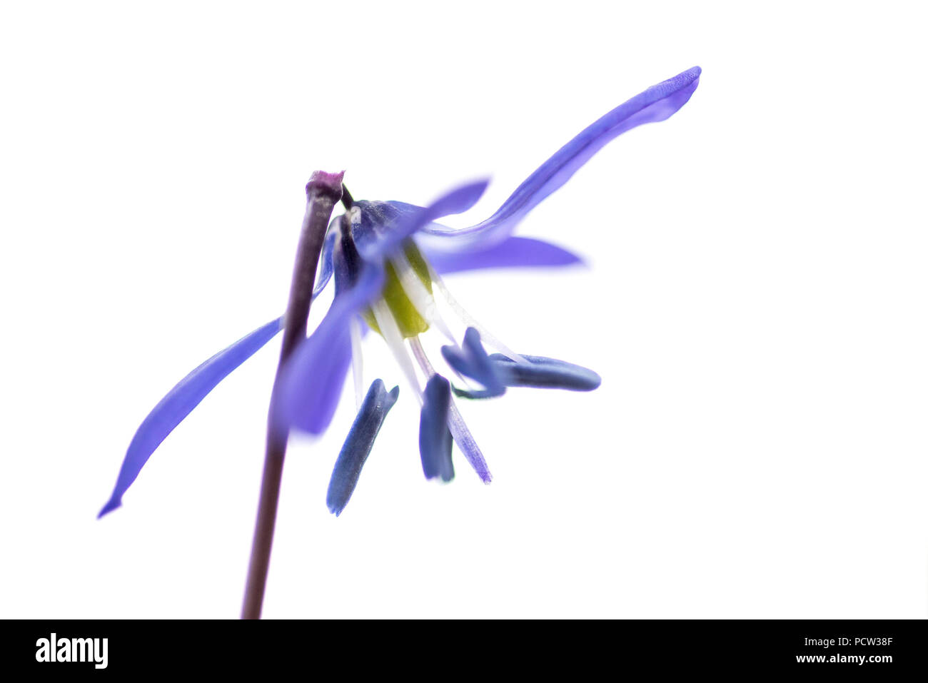 Scilla flower Cut Out Stock Images & Pictures - Alamy