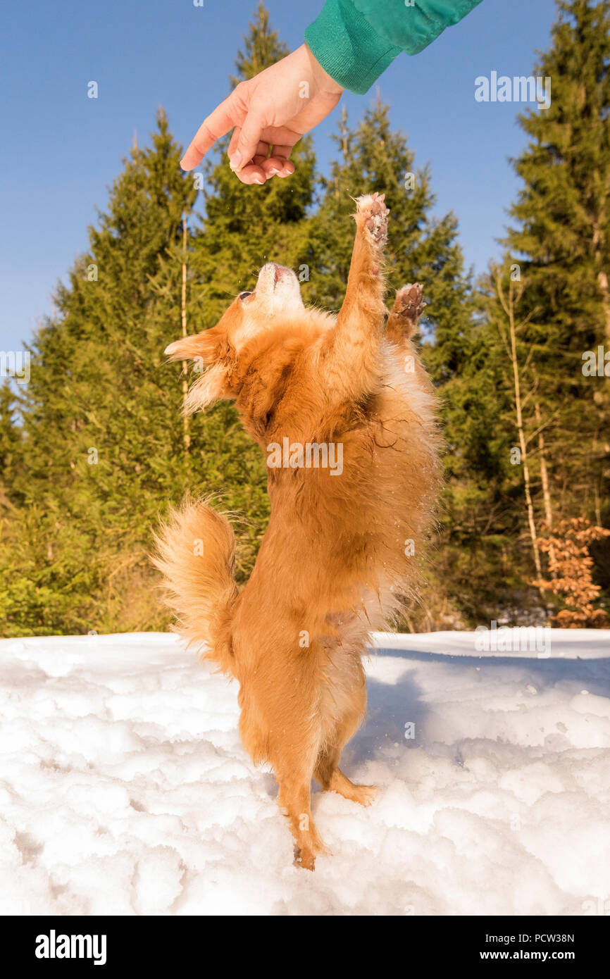 Hind paws hi-res stock photography and images - Alamy