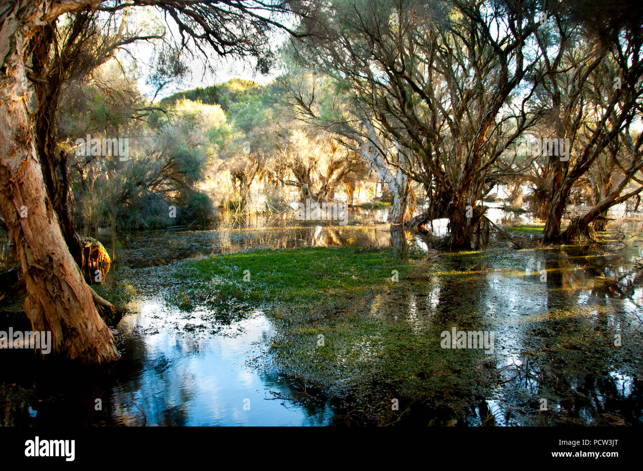 Herdsman Lake Swamp - Perth - Australia Stock Photo - Alamy