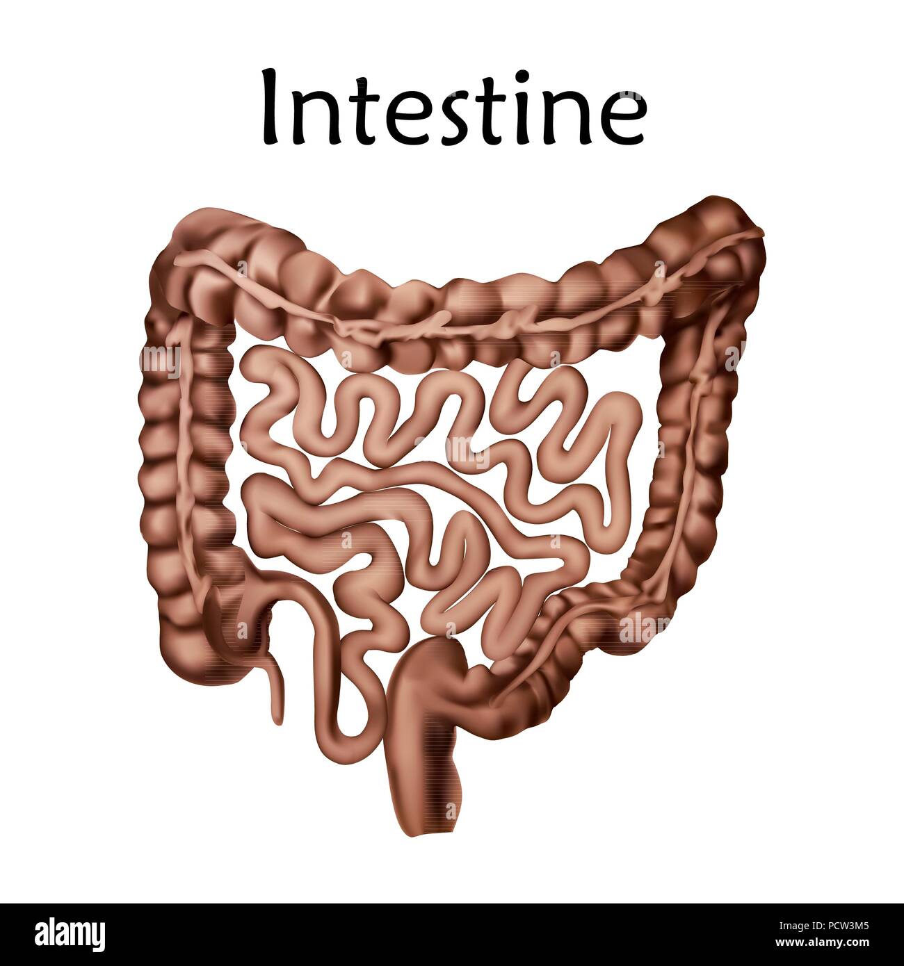 Intestines large intestine and small intestine hi-res stock photography ...