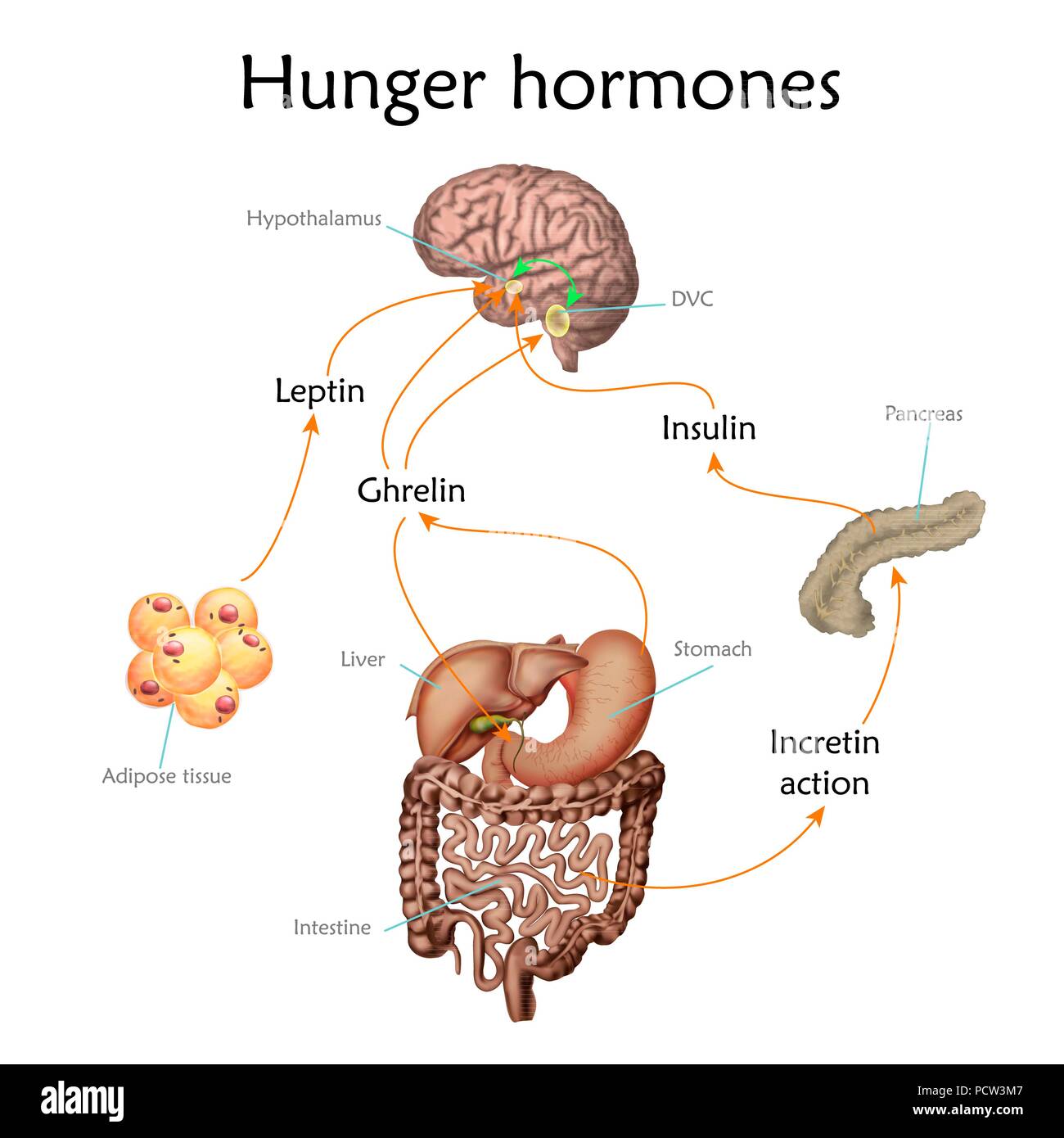 Appetite and hunger hormones hi-res stock photography and images - Alamy