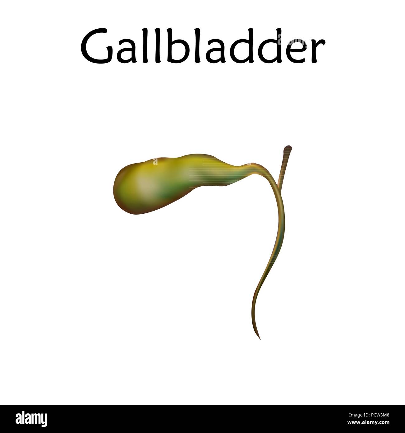 Human gallbladder, illustration Stock Photo - Alamy