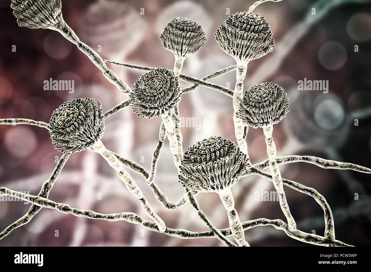 Aspergillus hi-res stock photography and images - Alamy