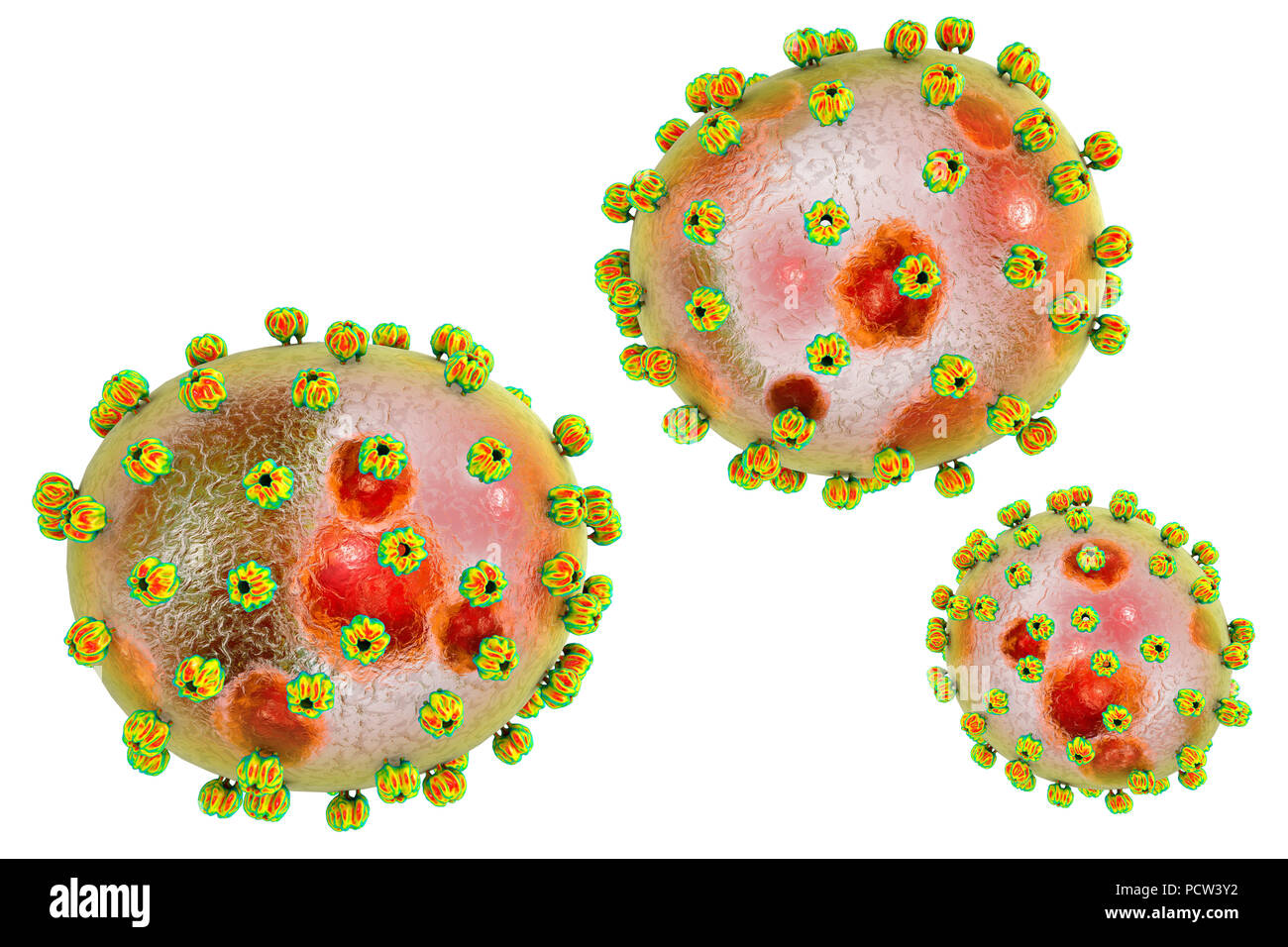 Lassa virus particles, illustration. Each virus consists of an RNA ...