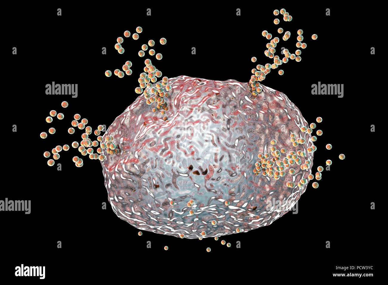 Mast cell releasing histamine during an allergic response,computer illustration.Mast cells are a ...