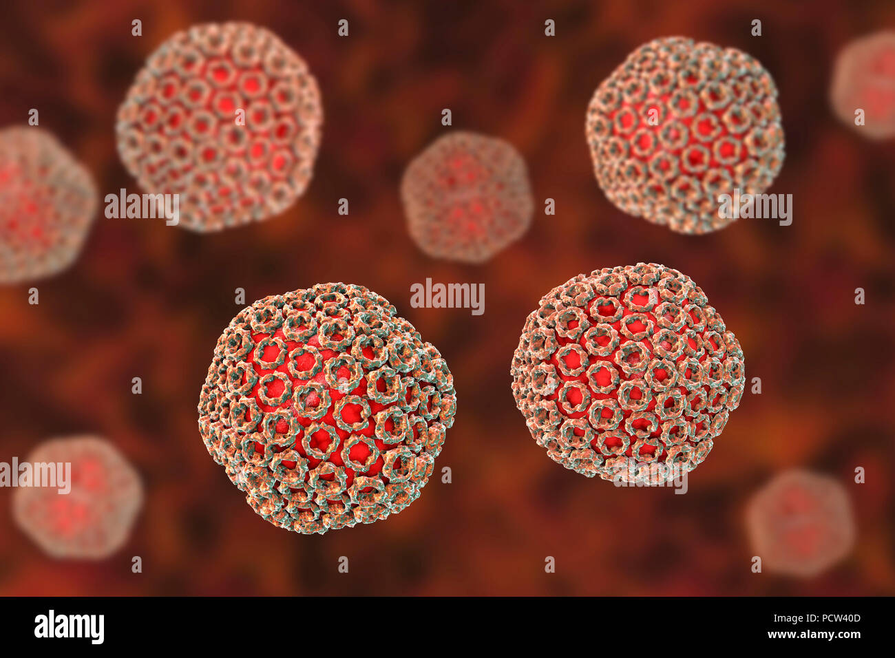Rift Valley fever virus particles, computer illustration. This virus ...