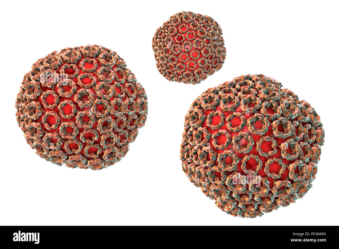 Rift Valley fever virus particles, computer illustration. This virus ...