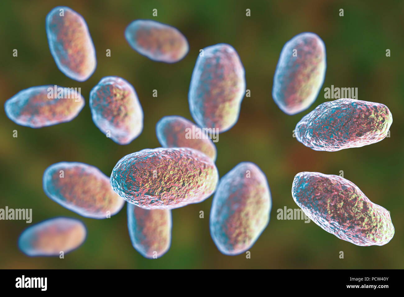 Computer illustration of the rod-shaped bacteria Yersinia ...