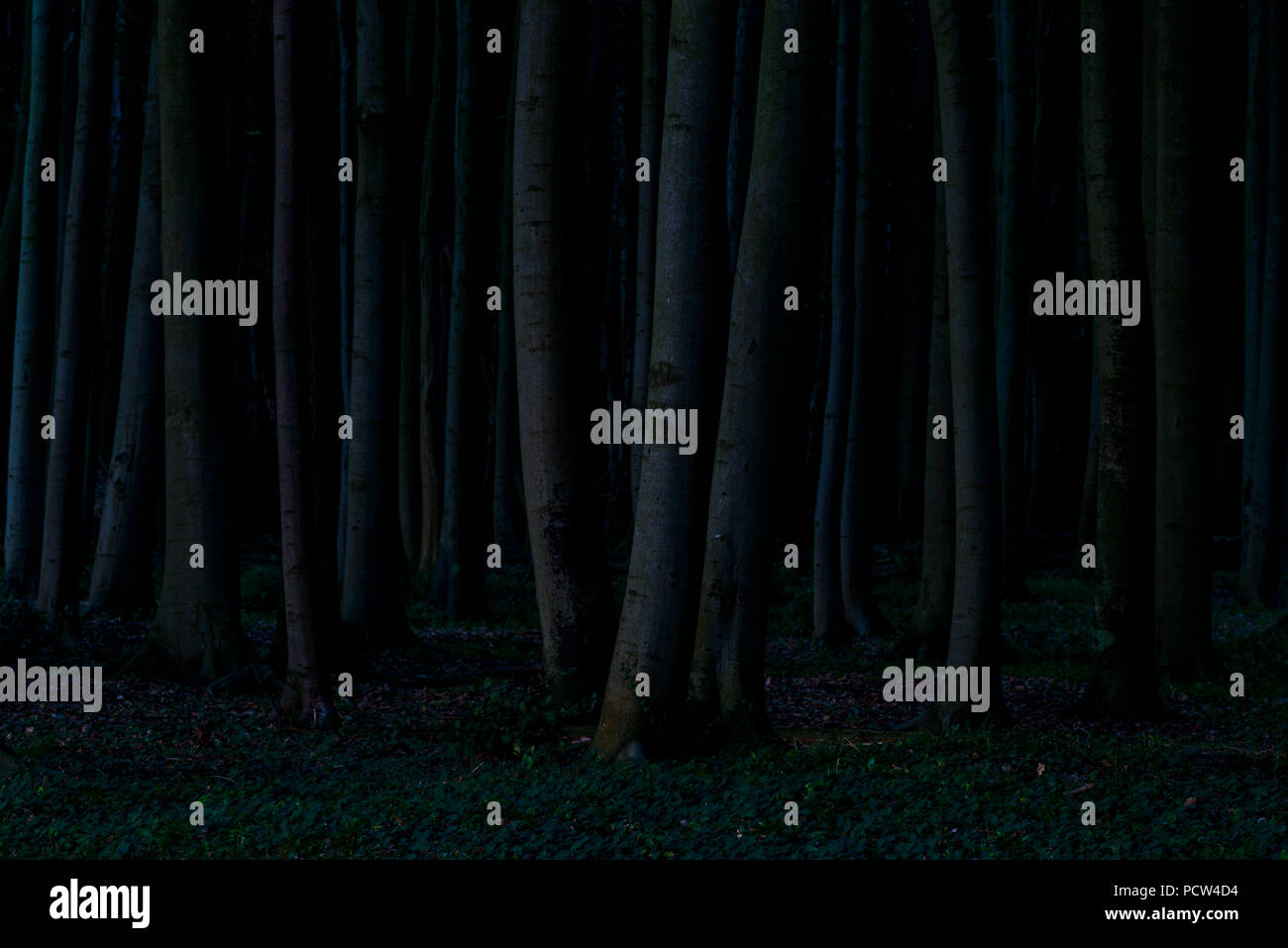 Beech tree in forest in night, Ghost Forest (Gespensterwald), Nienhagen ...