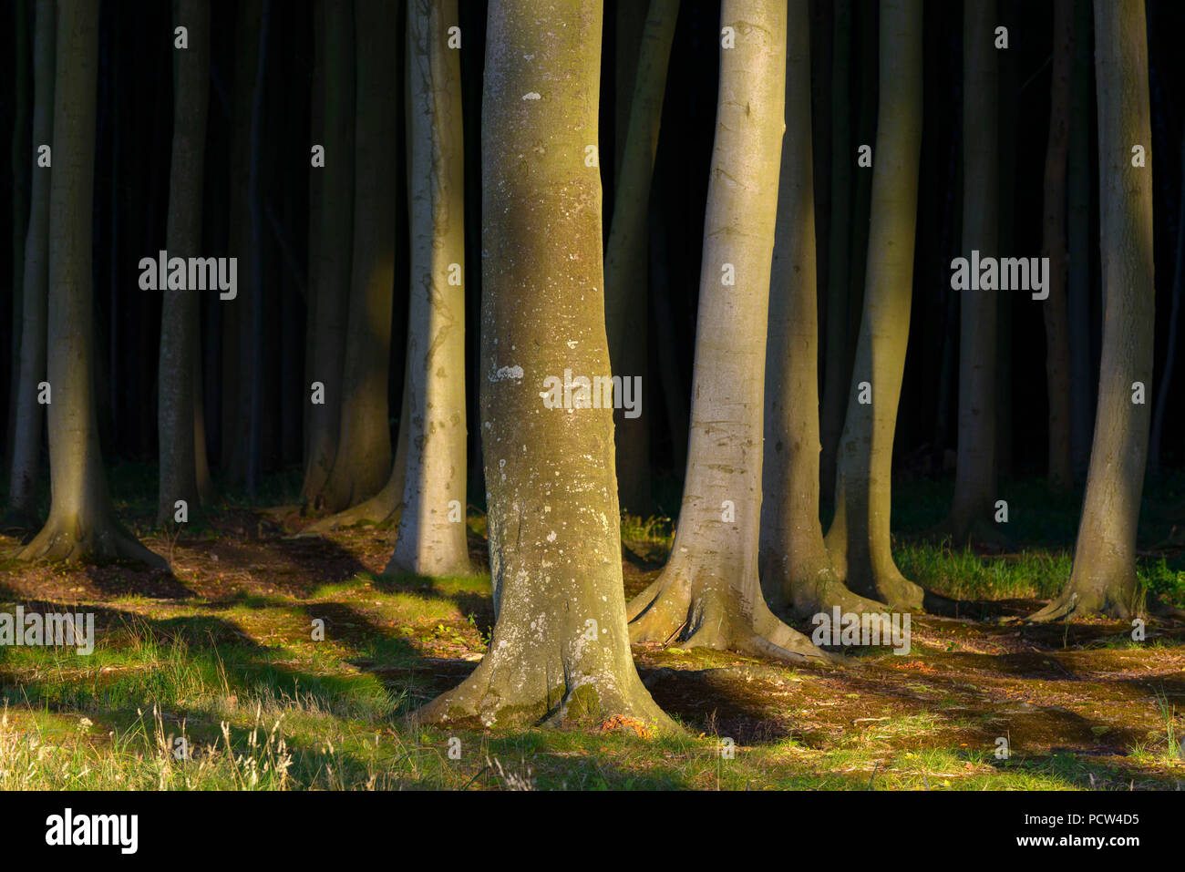Beech Tree In Forest At Sunset High Resolution Stock Photography and ...