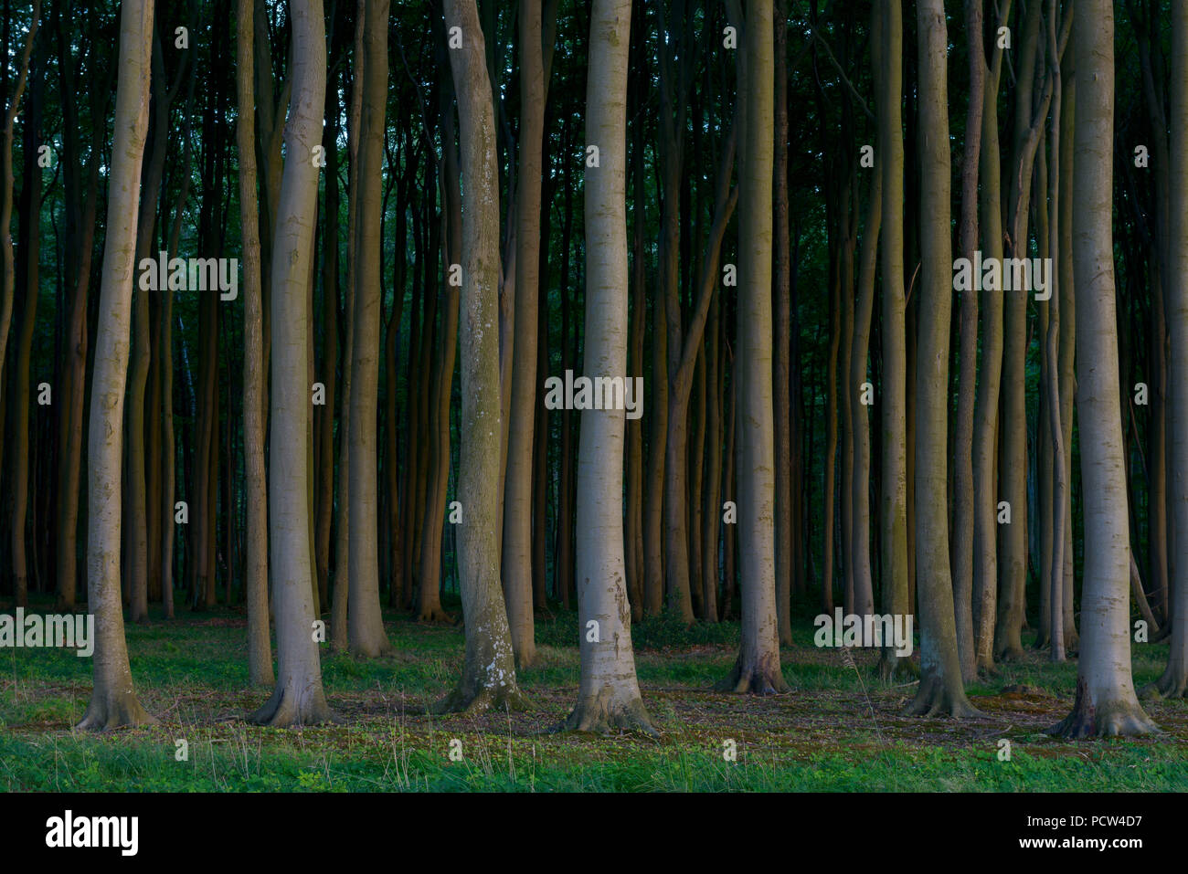 Beech tree in forest at dawn, Ghost Forest (Gespensterwald), Nienhagen ...