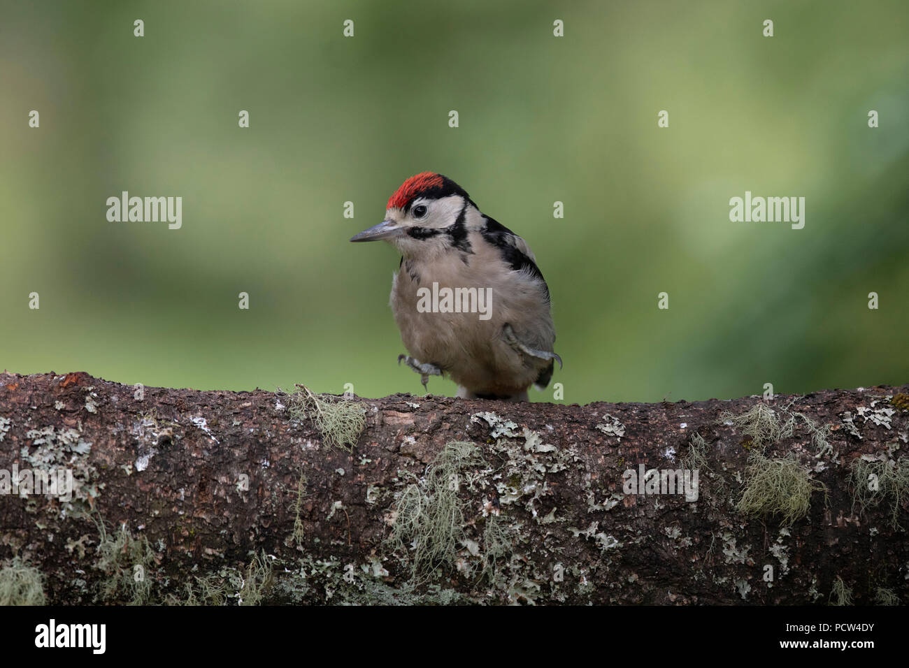 Baby woodpecker hi-res stock photography and images - Alamy